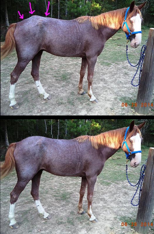 11 y/o TWH gelding | Page 2 | The Horse Forum