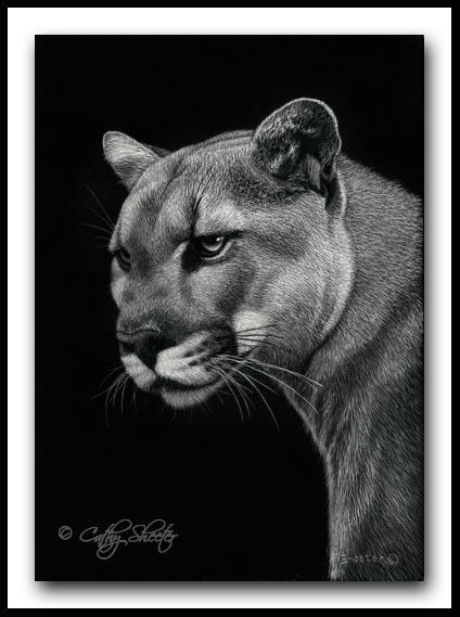 The Scratchboard Art of Cathy Sheeter - "Coougar"