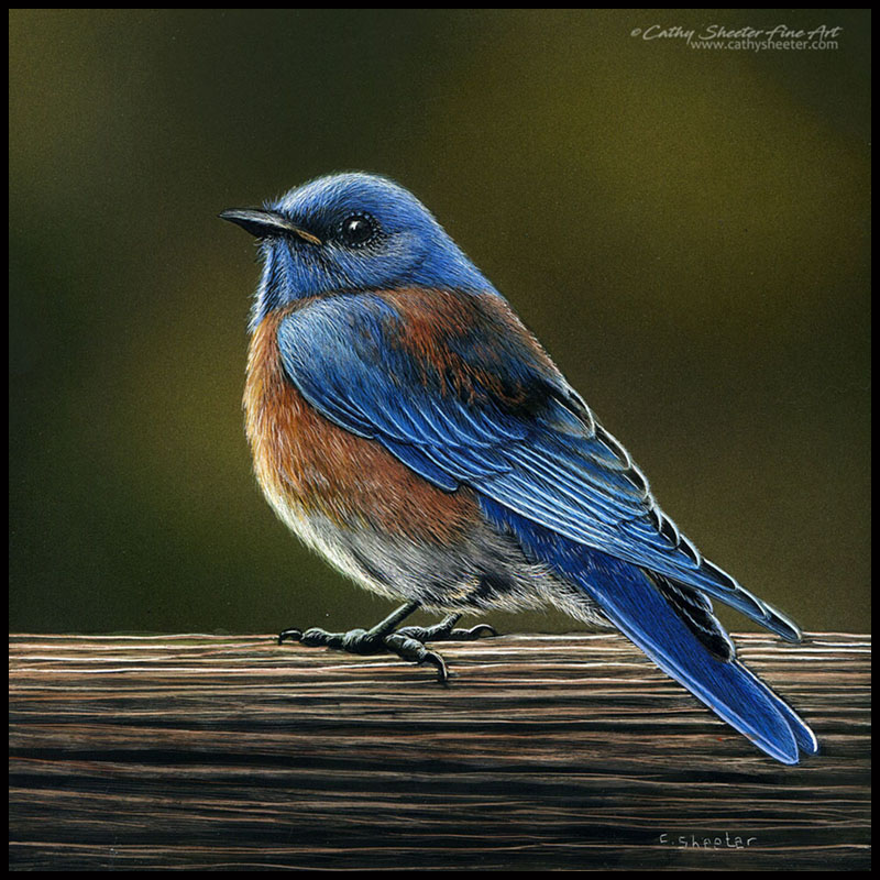 Scratchboard Art of Cathy Sheeter - "Imperial"